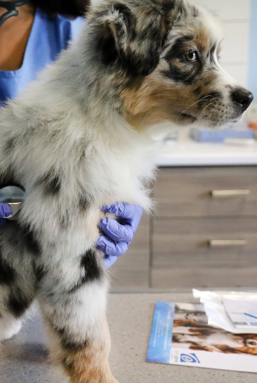 ANTAGENE - Analyses génétiques animales