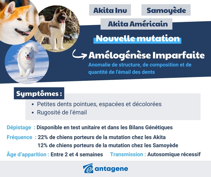 ANTAGENE - Analyses et tests génétiques pour les chiens, chats, chevaux ...