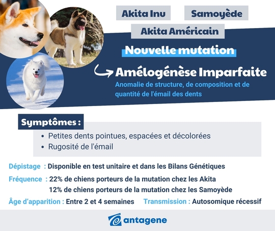 ANTAGENE - Analyses et tests génétiques pour les chiens, chats, chevaux ...