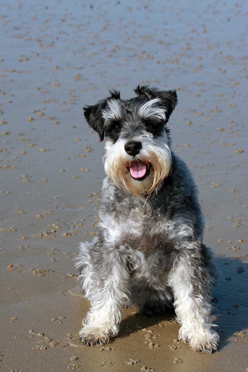 ANTAGENE - Analyses et tests génétiques pour les chiens, chats, chevaux ...