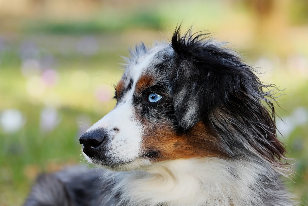 ANTAGENE - Analyses et tests génétiques pour les chiens, chats, chevaux ...