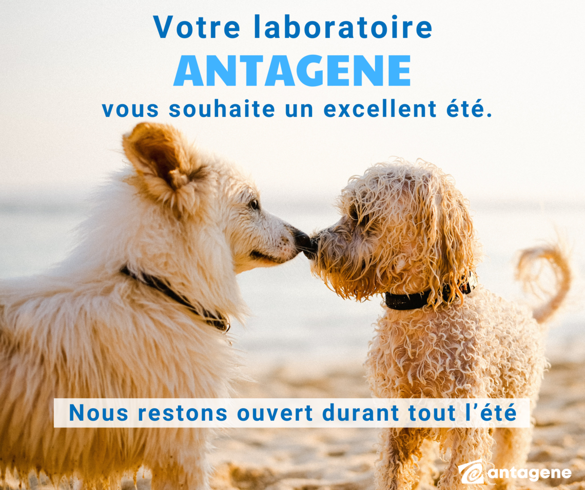 ANTAGENE - Tests génétiques et analyses pour les chiens, chats, chevaux ...