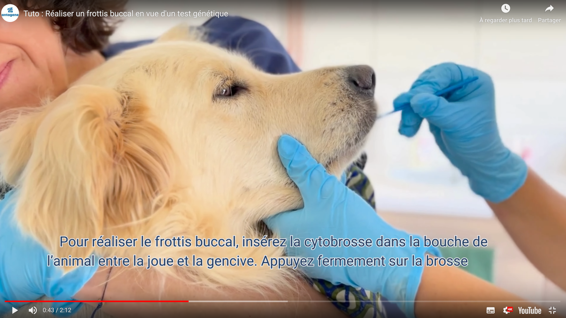 ANTAGENE - Analyses et tests génétiques pour les chiens, chats, chevaux ...