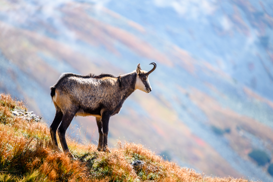 ANTAGENE - Analyses et tests génétiques pour les chiens, chats, chevaux ...