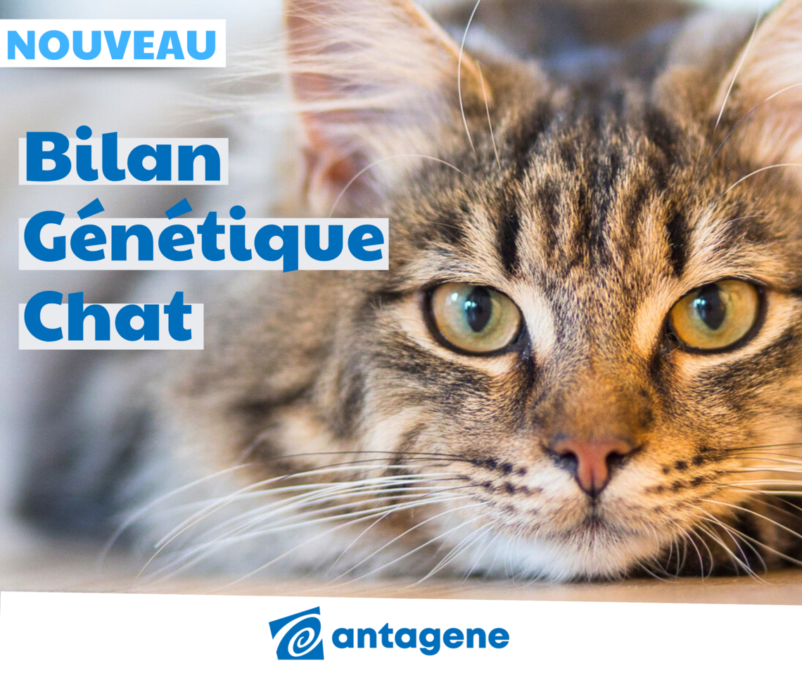 ANTAGENE - Analyses et tests génétiques pour les chiens, chats, chevaux ...