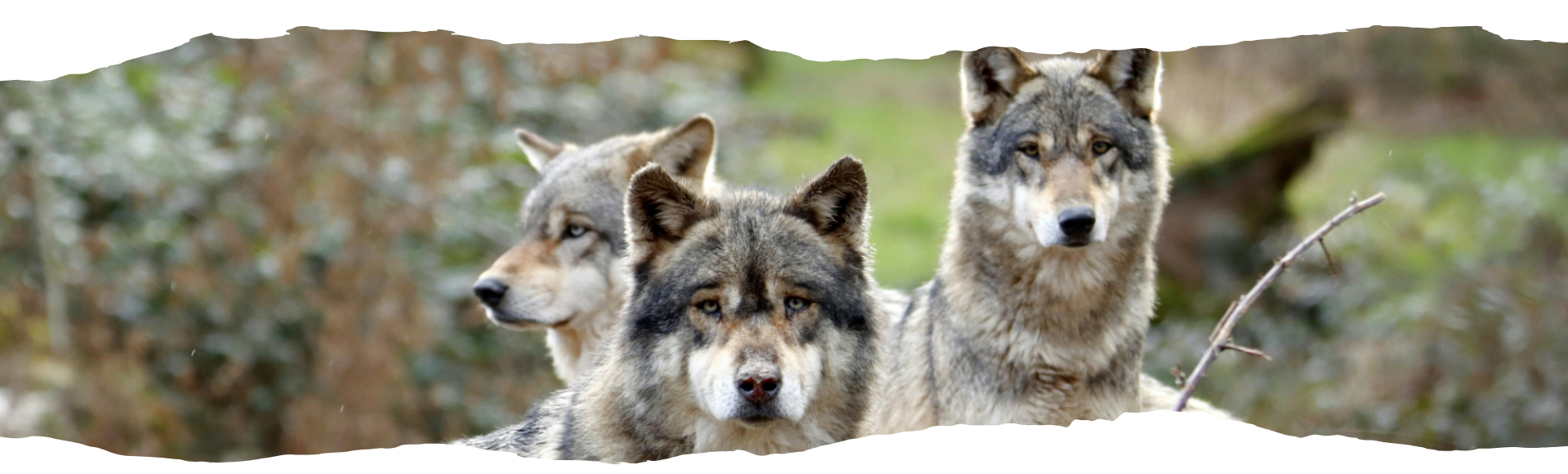 Génétique et conservation du Loup gris (Lignée, Effectif, Hybridation ...