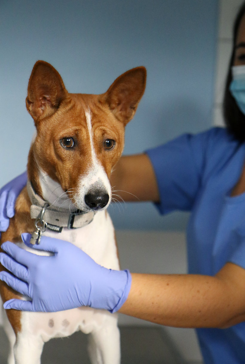 ANTAGENE - Analyses génétiques animales