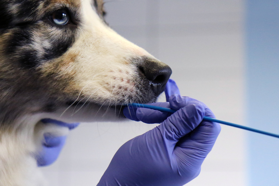 Sensibilité Médicamenteuse MDR1