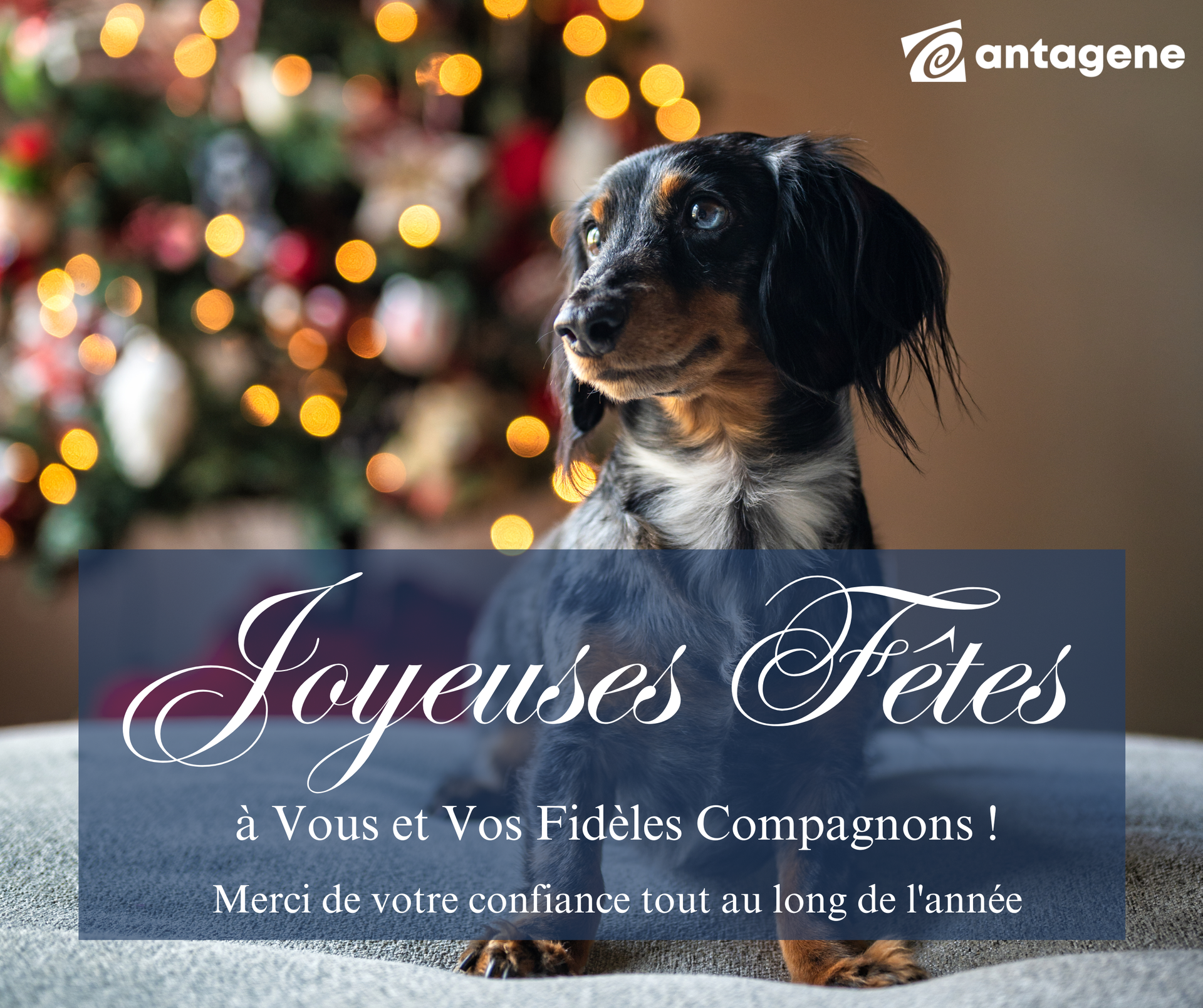 ANTAGENE Actualités