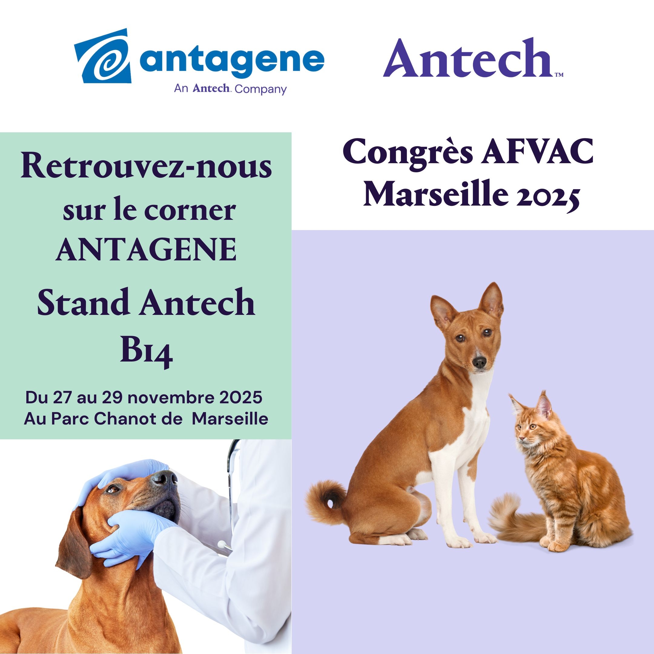 ANTAGENE Actualités