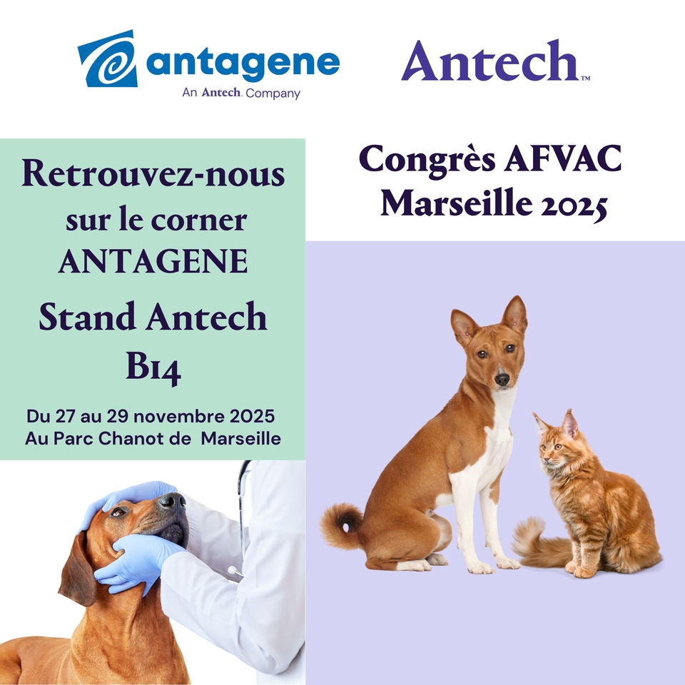 ANTAGENE Actualités