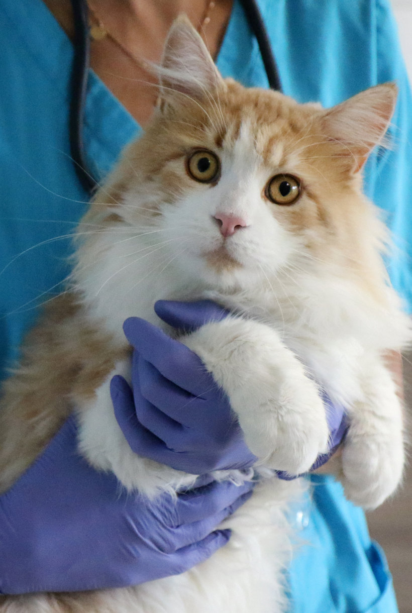 ANTAGENE - Analyses génétiques animales