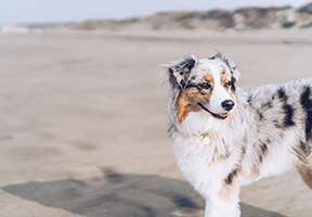 ANTAGENE - Analyses génétiques animales